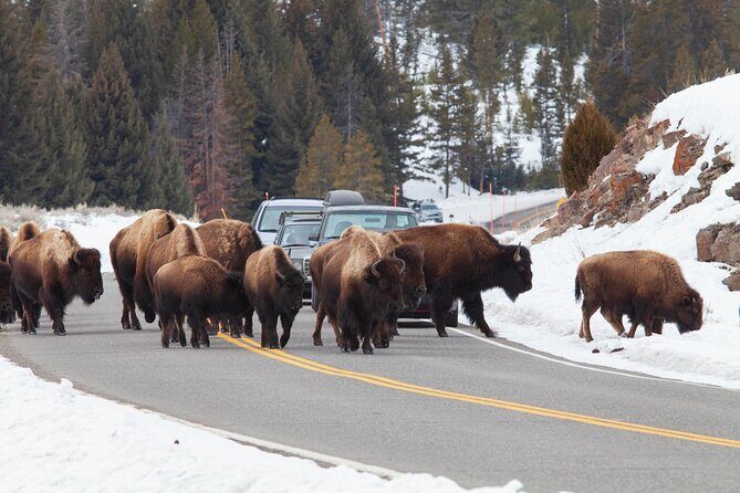 Yellowstone Winter Wildlife Safari from Bozeman - Private Tour - The Sum Up