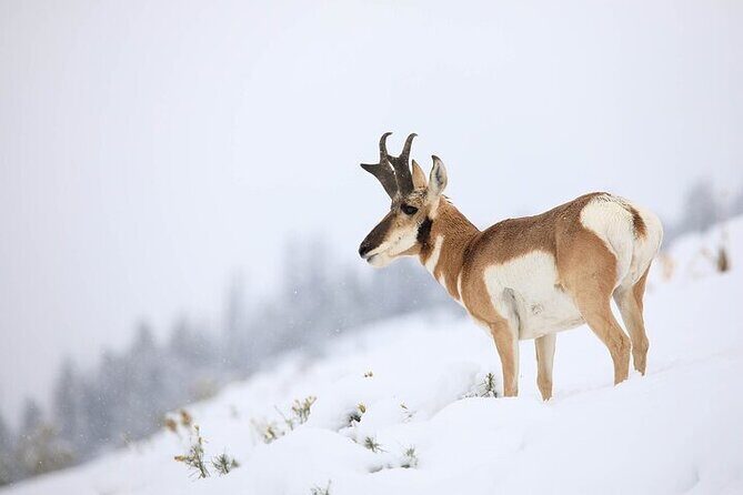 Yellowstone Winter Wildlife Safari From Gardiner - An In-Depth Look at the Yellowstone Winter Wildlife Safari