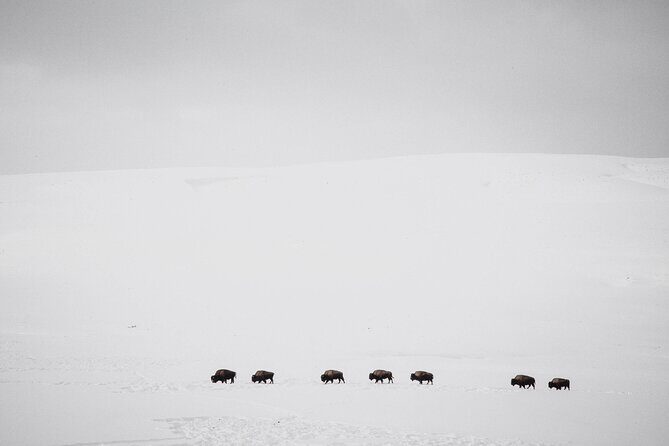 Yellowstone Winter Wildlife Safari From Paradise Valley - Final Thoughts
