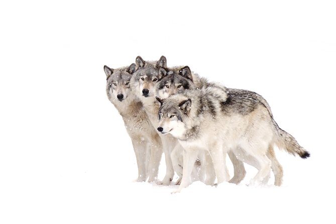 Yellowstone Wolves and Winter 4Day/3Night Adventure from Montana - The Locations and Their Significance