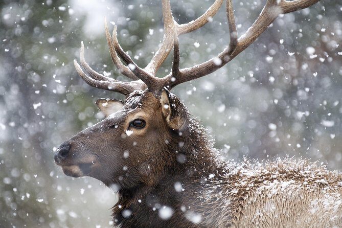 Yellowstone Wolves and Winter 4Day/3Night Adventure from Montana - Wildlife Viewing: What’s Possible?