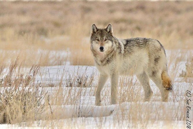 Yellowstone Wolves and Winter 4Day/3Night Adventure from Montana - Practical Considerations and What To Wear