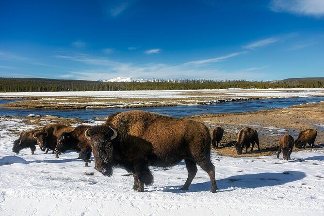 Yellowstone's Lamar Valley & Picnic Private Tour + Wildlife Guide - Who Would Love This Tour?