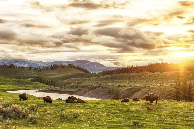 Yellowstone's Lamar Valley & Picnic With Wildlife Guide - A Well-Organized Day in Yellowstones Wild Heart