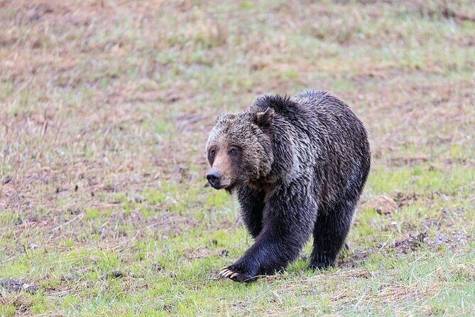Yellowstone's Lamar Valley Wildlife Safari from Gardiner - Frequently Asked Questions
