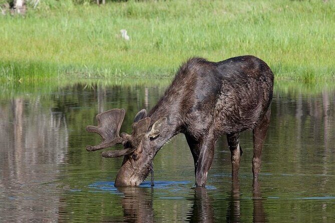 Yellowstone's Lamar Valley Wildlife Safari from Gardiner - Final Thoughts