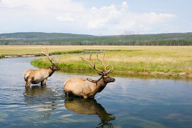 Yellowstone's Lamar Valley Wildlife Safari from Paradise Valley - Itinerary Breakdown