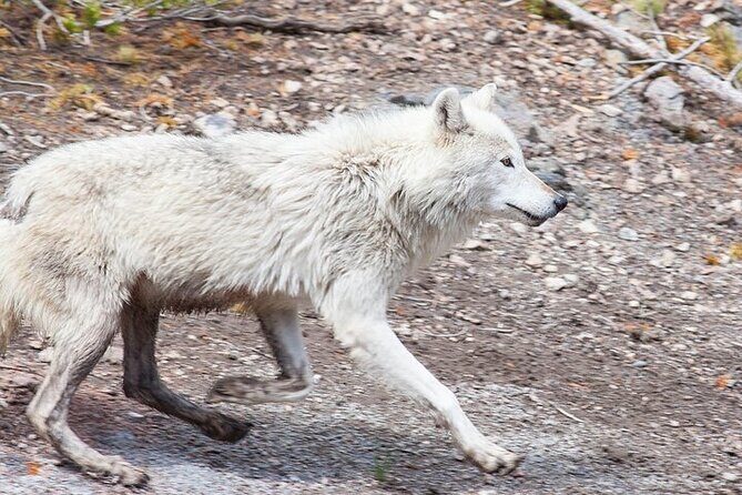 Yellowstone's Lamar Valley Wildlife Safari from Paradise Valley - Final Thoughts