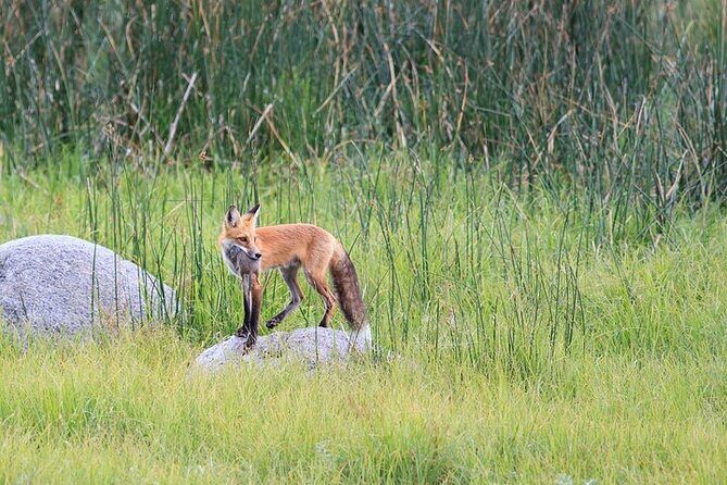 Yellowstone's Lamar Valley Wildlife Safari from Paradise Valley - FAQ