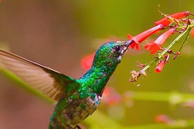 Yerette Home of the Hummingbird - What to Expect from the Itinerary