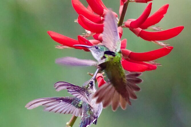 Yerette Home of the Hummingbird - The Overall Value