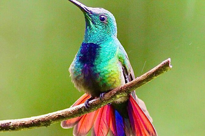 Yerette Home of the Hummingbird - FAQ About Yerette Home of the Hummingbird