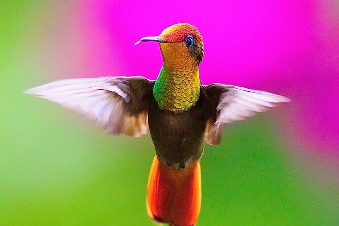 Yerette Home of the Hummingbird - Final Thoughts