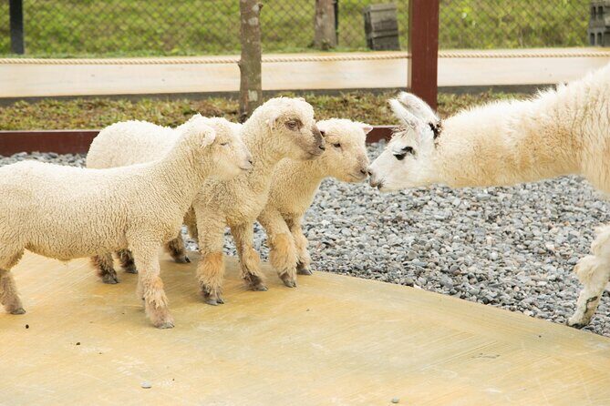 Yilan Day Tour Whale Watching Cruise and Animal Farm - A Full Breakdown of the Tour Experience