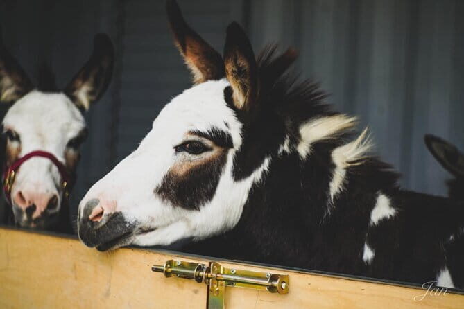Yilan Scallion Field Guide and Pie DIY Jiaoxi Hot Spring from TPE - A Deep Dive into the Experience