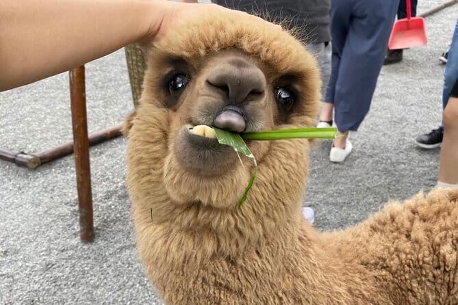 Yilan Whale Watching and Animal Farm Private Tour from Taipei - A Closer Look at the Experience