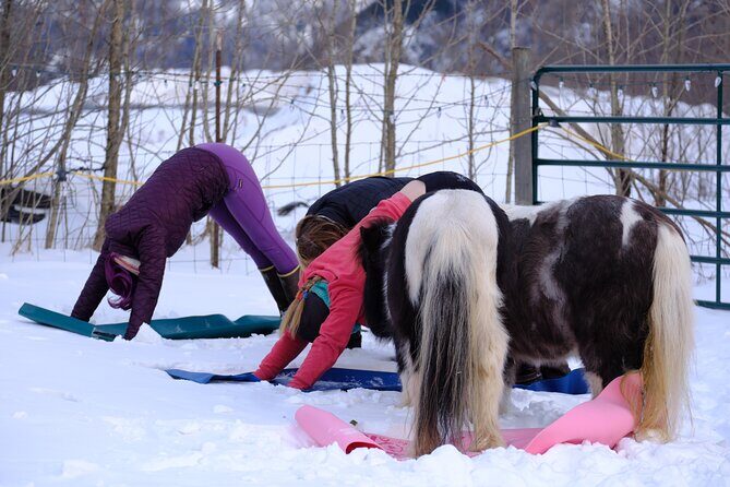 Yoga with Horses - An Honest Look at What the Tour Offers