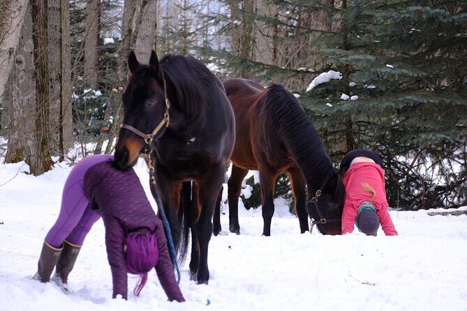 Yoga with Horses - Frequently Asked Questions