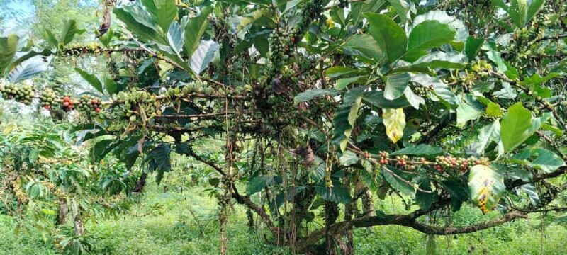 Yogyakarta : 4D3N Bromo, Kalibaru Plantation, Ijen, Bali - Who Will Love This Tour?