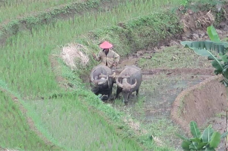 Yogyakarta: Borobudur Climb-up & Selogriyo Paddy Field Tour - Key Points