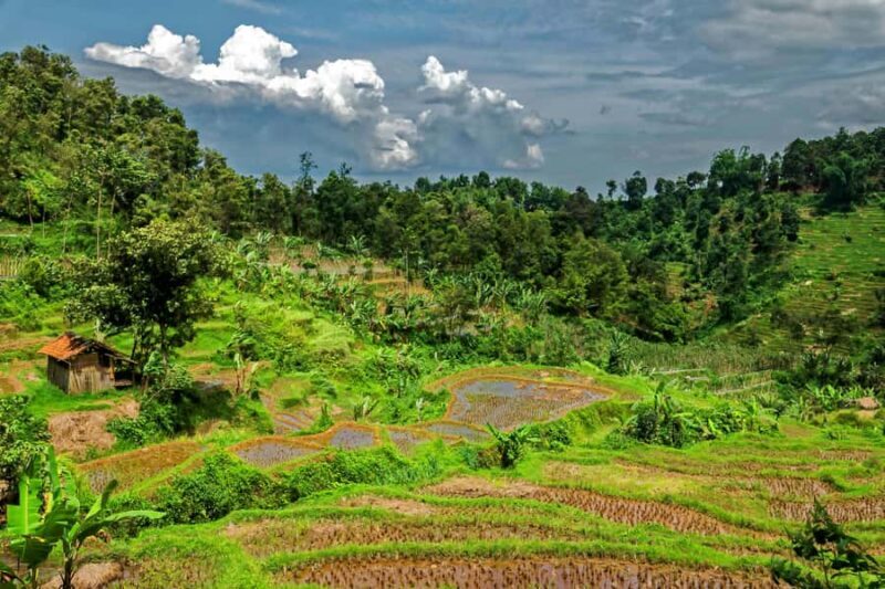 Yogyakarta: Borobudur Climb-Up Selogriyo Rice Field Trekking - An In-Depth Look at the Tour