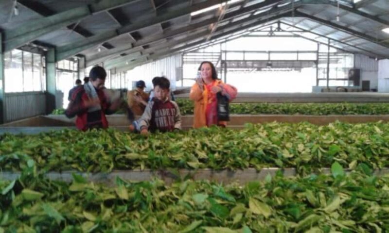 YOGYAKARTA: DIENG PLATEAU NATURE TOURISM AND TEA PLANTATION. - Practical Details and Value