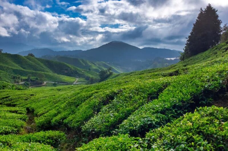 Yogyakarta: Dieng Plateau Sunrise & Tea Plantation Day Trip - Logistics and Practicalities