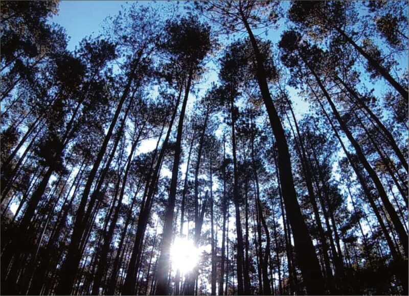 Yogyakarta: Jurang Tembelan, Pine Forest, and Timang Beach - FAQ