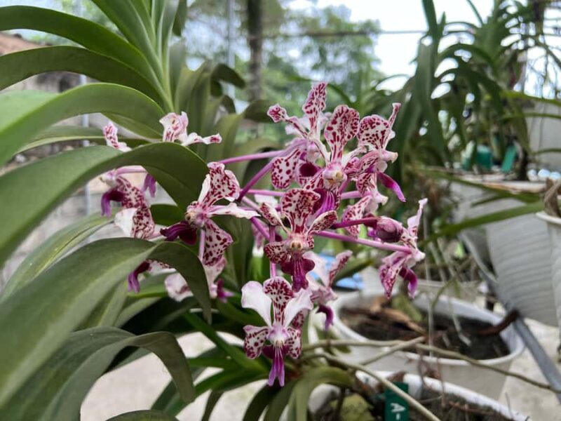 Yogyakarta: Merapi Volcano Trek with Transfer - A Practical Guide to the Merapi Volcano Trek