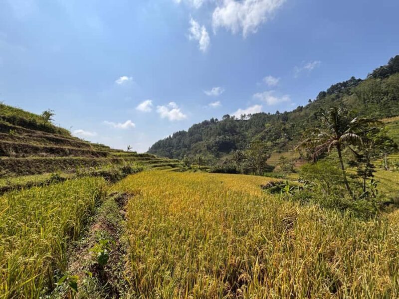 Yogyakarta: Rice Terrace Trek All Inclusive Guided Tour - Who Will Love This Experience?