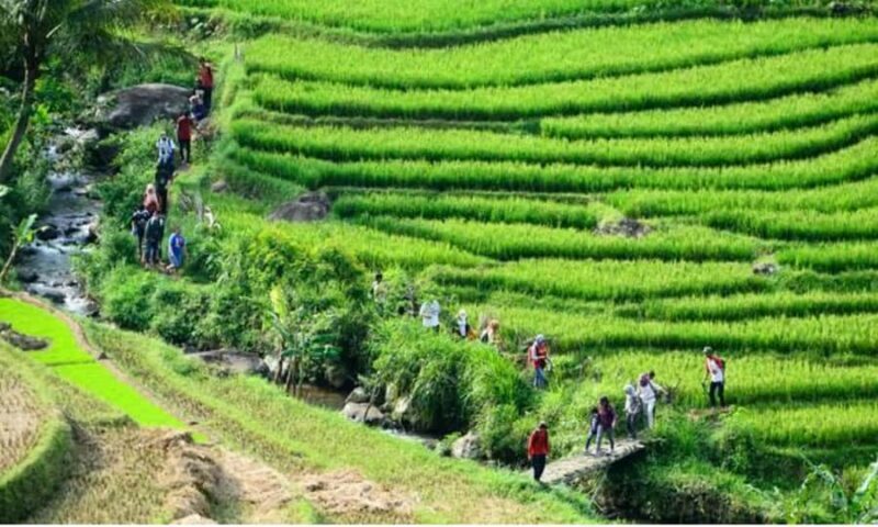 Yogyakarta Rice Terraces Hike and Kedungkayang Waterfall - An In-Depth Look at the Tour Experience