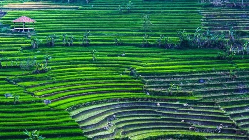 Yogyakarta: Selogriyo Temple and Rice Terrace Soft Trekking - Introduction: Why This Tour Is Worth Your Time