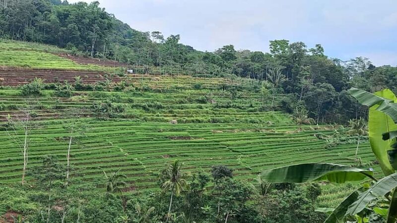 Yogyakarta :selogriyo temple, rice field trek& nepalvan java - Key Points