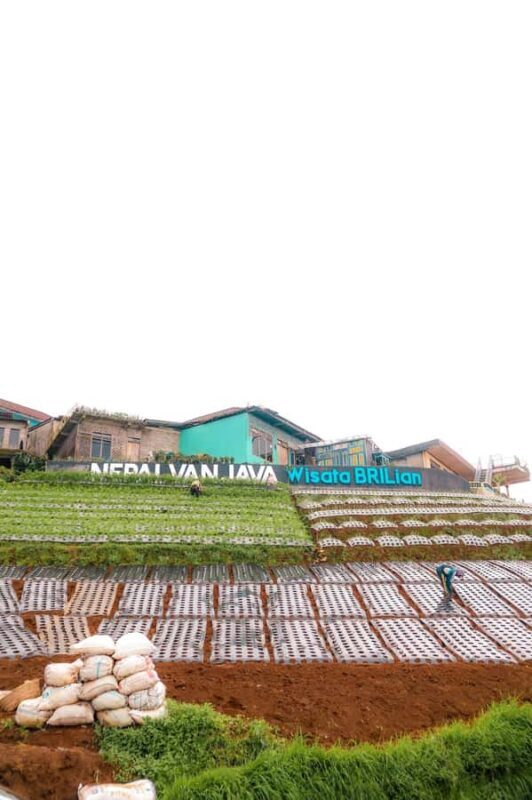 Yogyakarta :selogriyo temple, rice field trek& nepalvan java - What Do the Reviews Say?