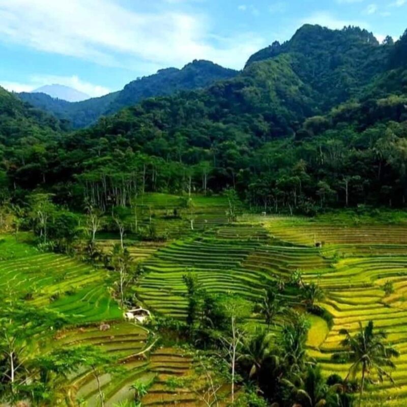 YOGYAKARTA; SELOGRIYO TEMPLE RICE FIELDS AND CHICKEN CHURCH. - Introduction