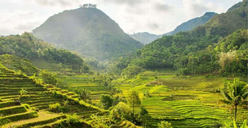 YOGYAKARTA; SELOGRIYO TEMPLE RICE FIELDS AND CHICKEN CHURCH. - Key Points