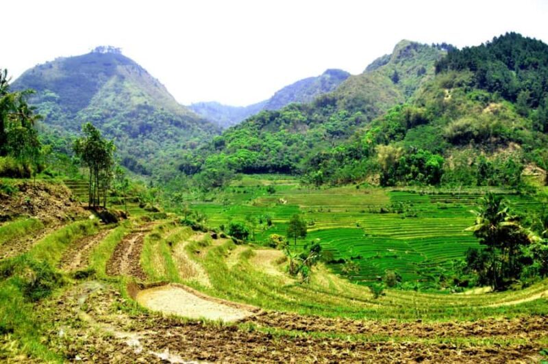 YOGYAKARTA; SELOGRIYO TEMPLE RICE FIELDS AND CHICKEN CHURCH. - The Quirky Charm of Chicken Church on Rhema Hill