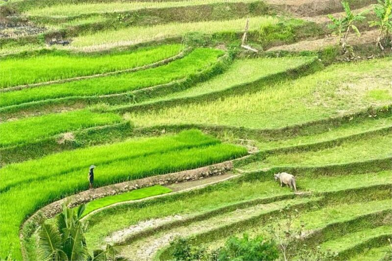 Yogyakarta: Selogriyo Temple, Rice Terraces & Waterfall Tour - Exploring Java’s Hidden Gems: A Deep Dive into the Tour Experience