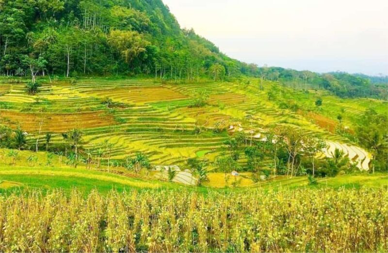 Yogyakarta: Selogriyo Temple Tour & Java Rice Terrace Trek - Introduction