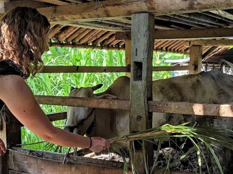 Yogyakarta: Village Cycling Tour with Classic Bicycle - The Sum Up