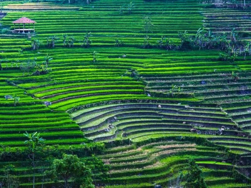 YOGYAKARTA;NEPAL VAN JAVA & SELOGRIYO TEMPLE TERRACED FIELDS - Practical Considerations and Value