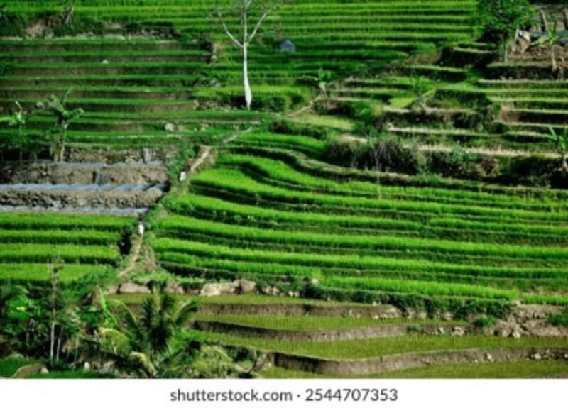 YOGYAKARTA;NEPAL VAN JAVA & SELOGRIYO TEMPLE TERRACED FIELDS - FAQs