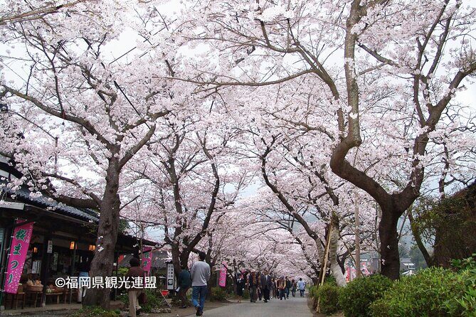 YokaBus Fukuoka Cherry Blossom Famous Spots and Night Sakura Tour - Exploring Fukuoka’s Cherry Blossom Gems: A Detailed Profile
