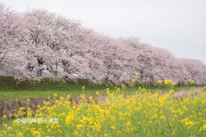 YokaBus Fukuoka Cherry Blossom Famous Spots and Night Sakura Tour - FAQ