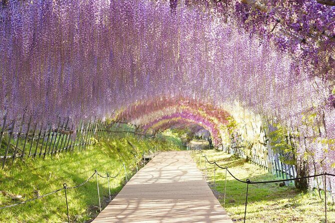 YokaBus Kawachi Wisteria Garden and Strawberry Picking Experience - Key Points
