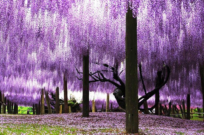 YokaBus Kawachi Wisteria Garden and Strawberry Picking Experience - FAQ