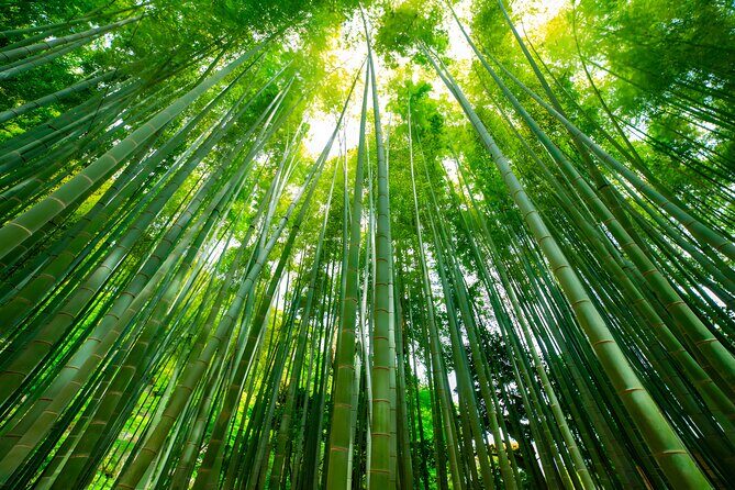 Yokohama and Kamakura Private Day Trip from Tokyo - The Tour Experience: A Detailed Look at Yokohama and Kamakura