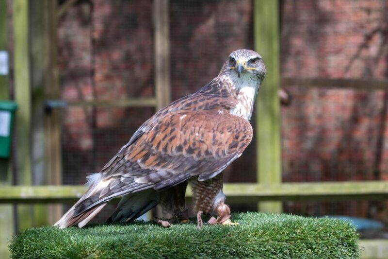 York: Entry to York bird of prey centre - The Experience in Detail