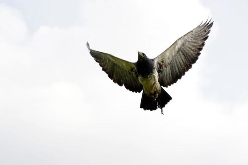 York: Entry to York bird of prey centre - The Value of the Experience