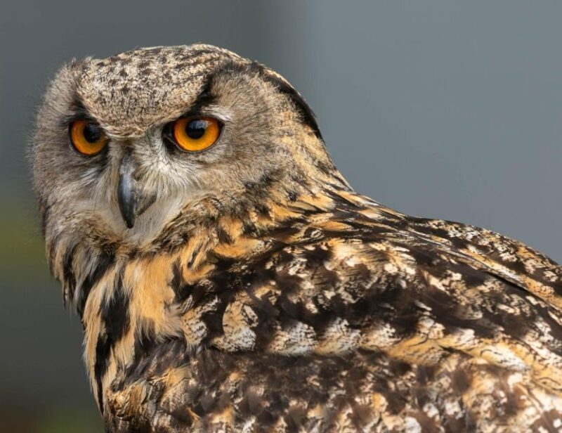 York: Entry to York bird of prey centre - Who Will Love This Experience